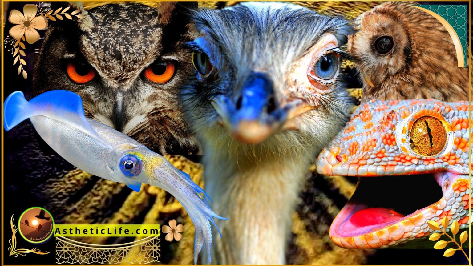 Most Interesting things you probably didn’t know about Eyes - The ...