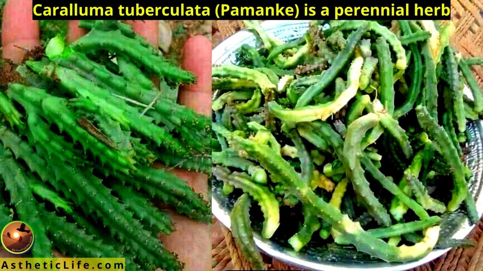 A Famous Vegetable ( Pamanke in Pashto) - The Aesthetic Life