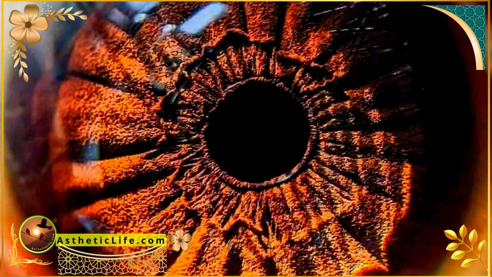 Most Interesting things you probably didn’t know about Eyes - The ...