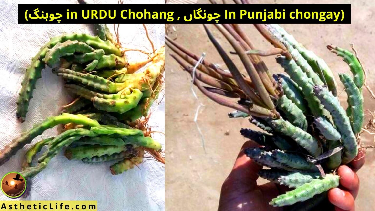 A Famous Vegetable ( Pamanke in Pashto) - The Aesthetic Life