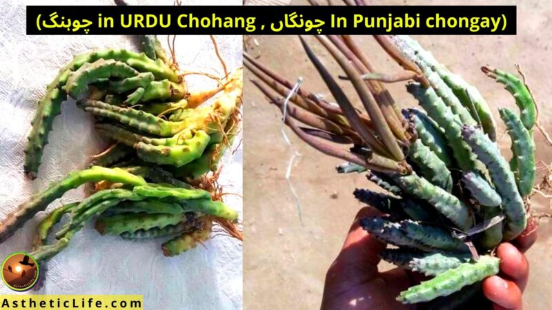A Famous Vegetable ( Pamanke in Pashto) - The Aesthetic Life