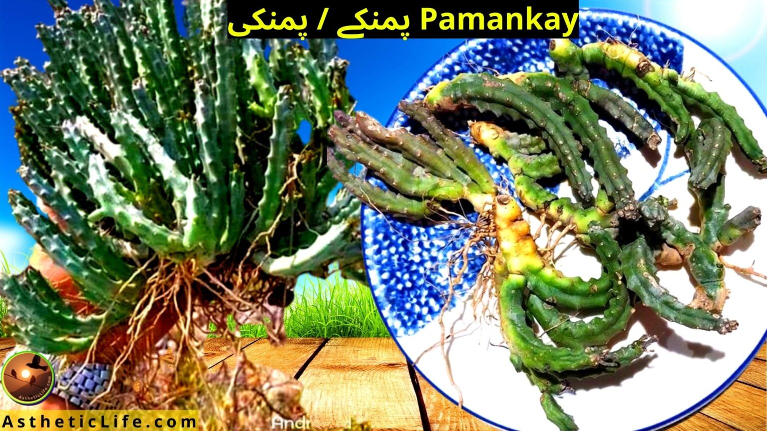 A Famous Vegetable ( Pamanke in Pashto) - The Aesthetic Life