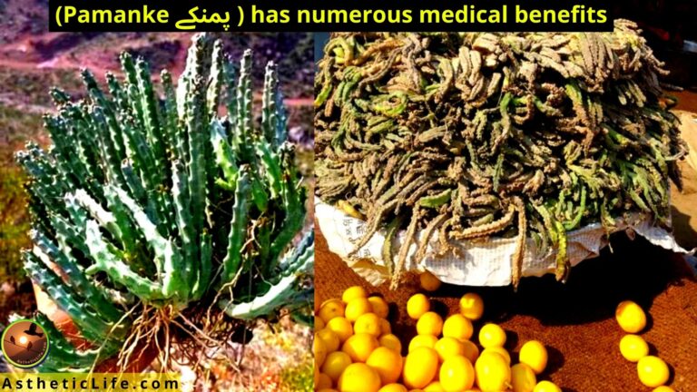 A Famous Vegetable ( Pamanke in Pashto) - The Aesthetic Life