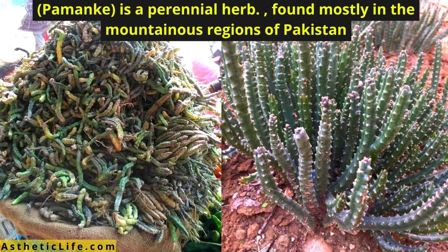 A Famous Vegetable ( Pamanke in Pashto) - The Aesthetic Life