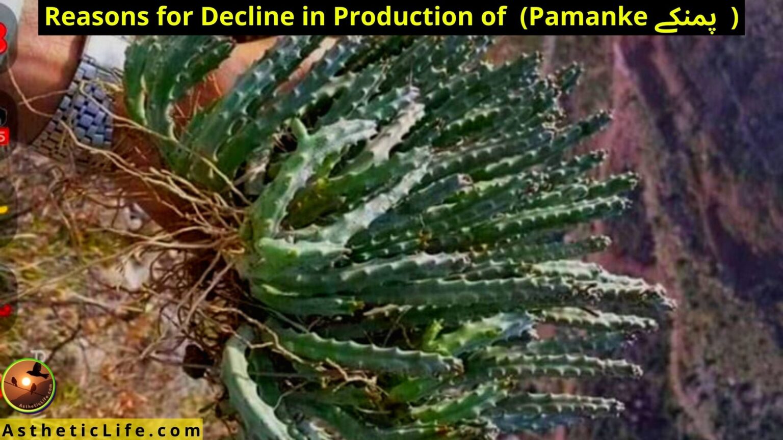 A Famous Vegetable ( Pamanke in Pashto) - The Aesthetic Life