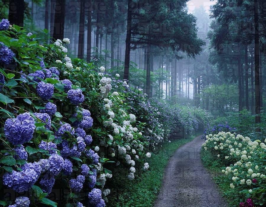 Exploring the Enchanting Beauty of the Hydrangea Forest - The Aesthetic ...